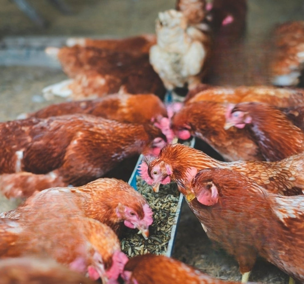 El Silencioso Impacto del Estrés en las Gallinas: Entendiendo sus Cons